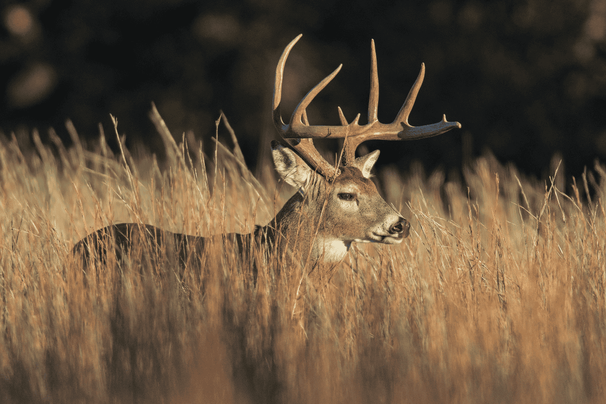 The Michigan Deer Hunter's Guide to Finding Your Ideal Hunting Property ...